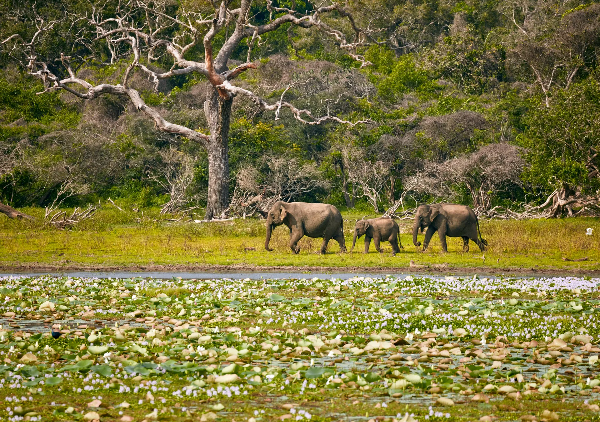 Sri Lanka by Local Rail Tour Package - Railway Adventures